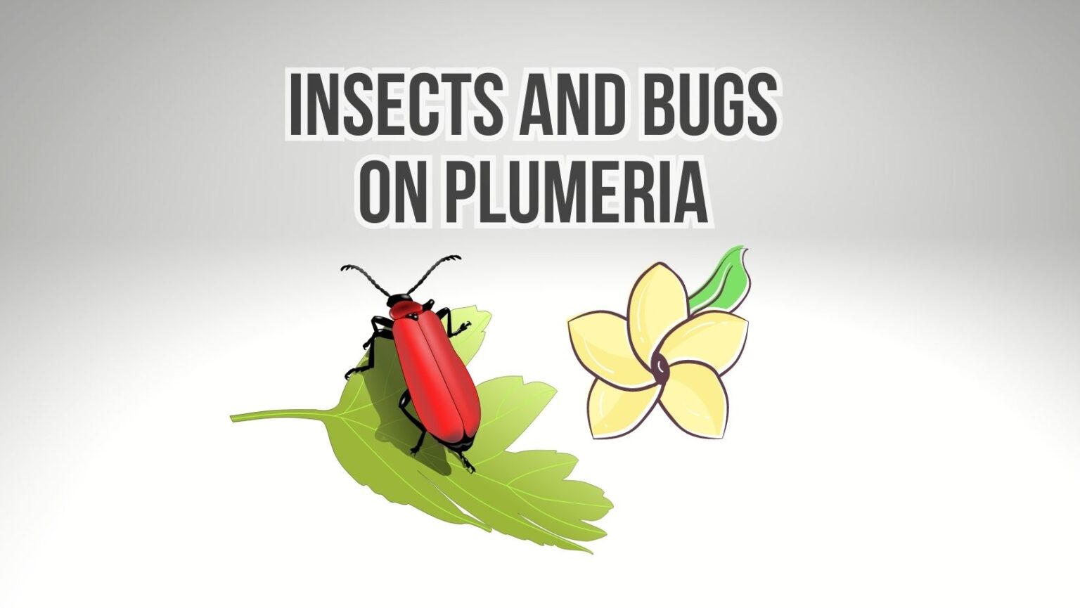 Common Plumeria Pests and Diseases: Symptoms and Solutions - Plumeria Guy