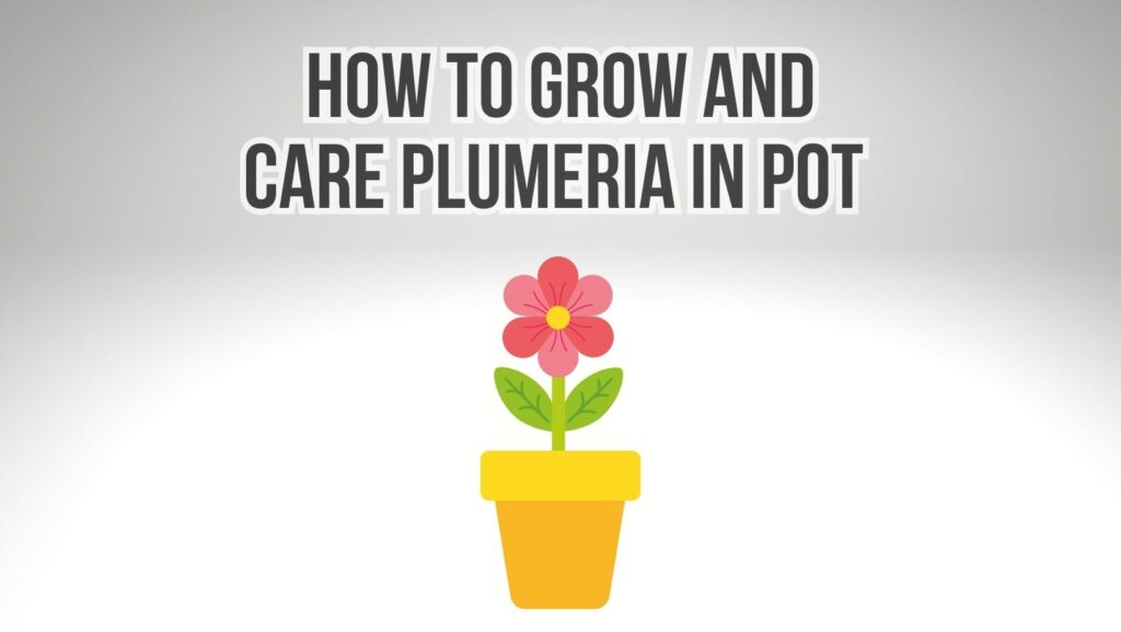 How To Grow and Care Plumeria In A Pot? Guide 101 - Plumeria Guy