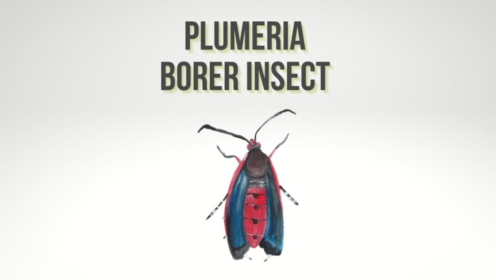 Plumeria Borer Insect (Lagocheirus obsoletus): Causes, Treatment, and ...